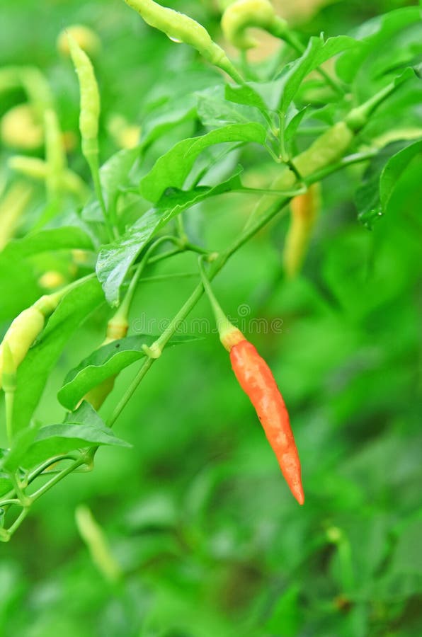 Chilli peppers. stock photo. Image of spice, snack, cuisine - 33747702