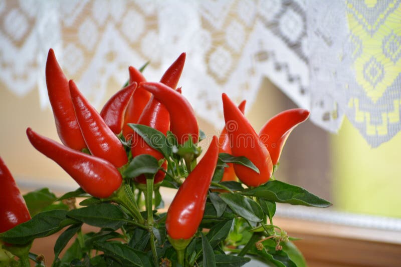Chilli peppers stock photo. Image of kitchen, healthy - 97703372