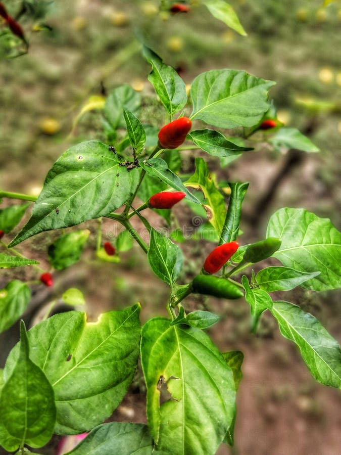 The Chilli Peppers on a Tree Stock Image - Image of ingredient ...