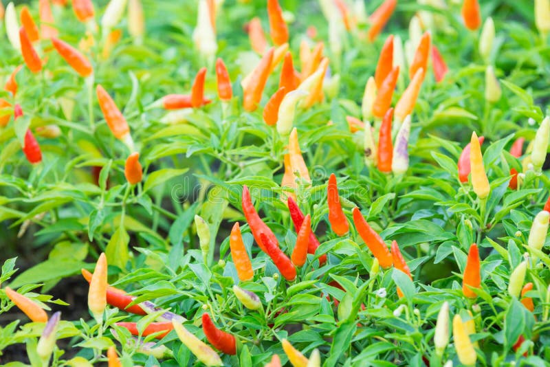 Chilli plant stock photo. Image of garden, health, healthy - 184174868