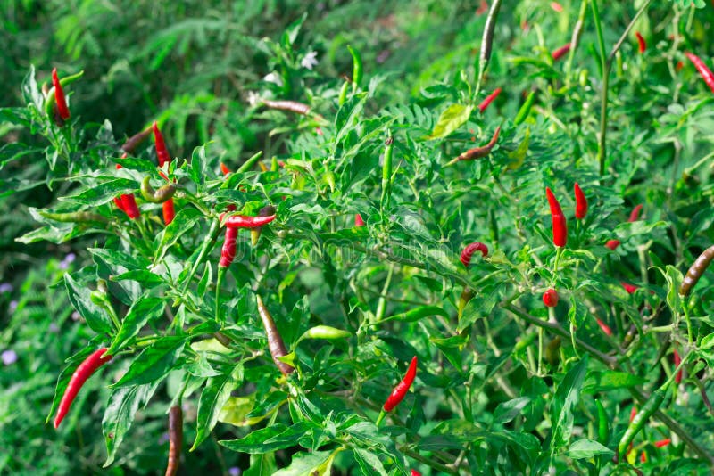 Chilli Farm stock photo. Image of farming, flavor, field - 20977080