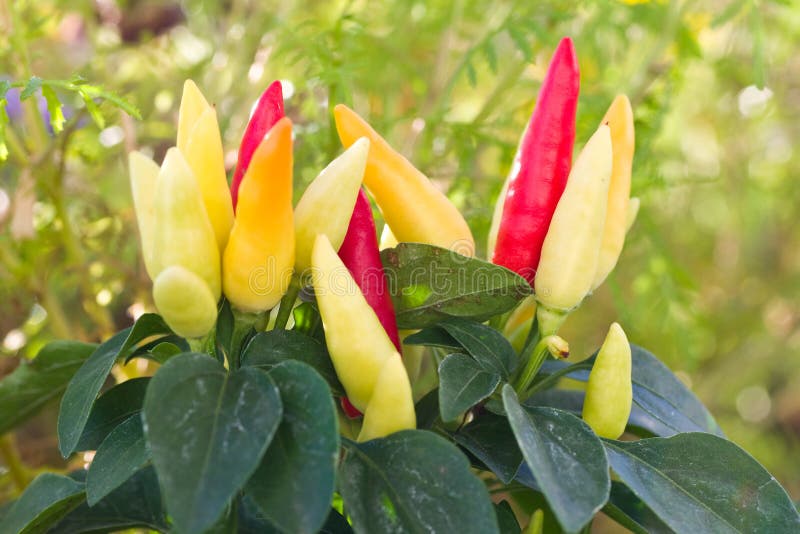 Yellow Bell Pepper stock photo. Image of kitchen, bell - 1308364