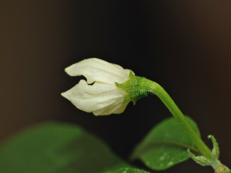 Chilli plant flower stock image. Image of fruit, agriculture - 258736829