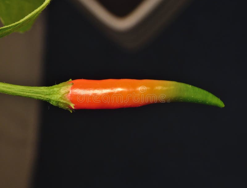 Chilli plant birds eye stock photo. Image of agriculture - 258738918