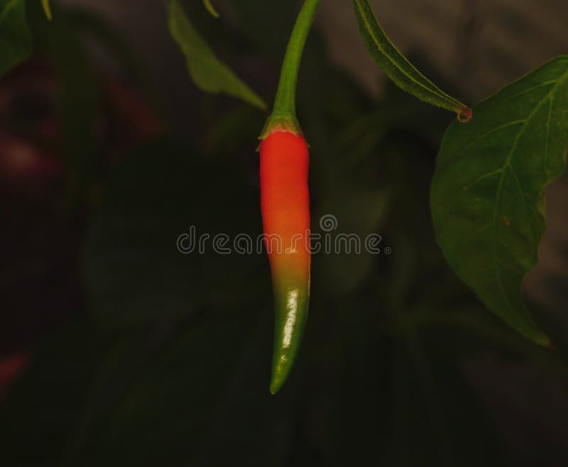 Chilli plant birds eye stock image. Image of agriculture - 258738941