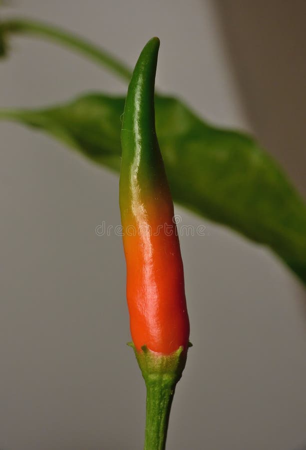 Chilli plant birds eye stock image. Image of agriculture - 258738949