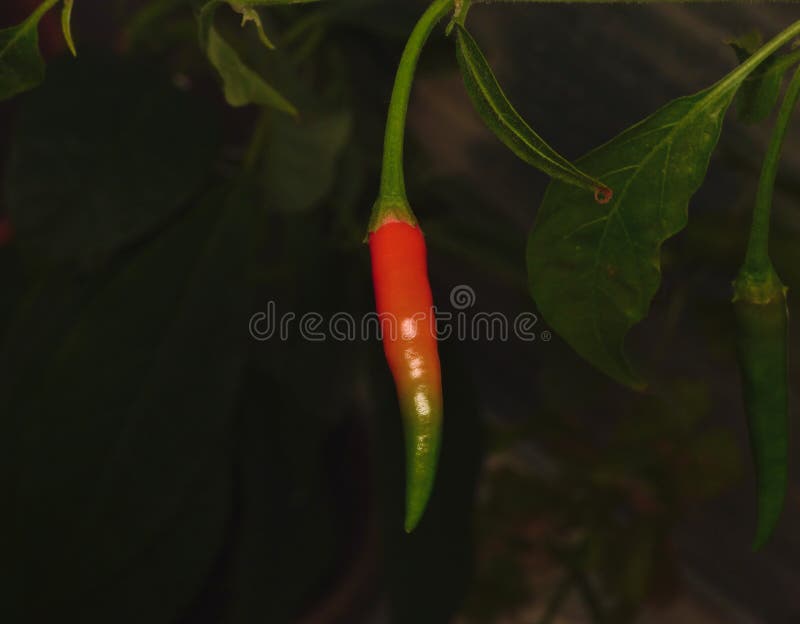 Chilli plant chilli stock photo. Image of drop, natural - 258993710