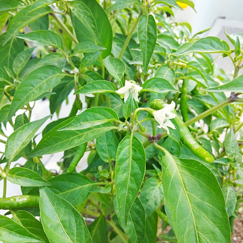 Chilli plant stock image. Image of fruits, leaves, fruit - 189494275