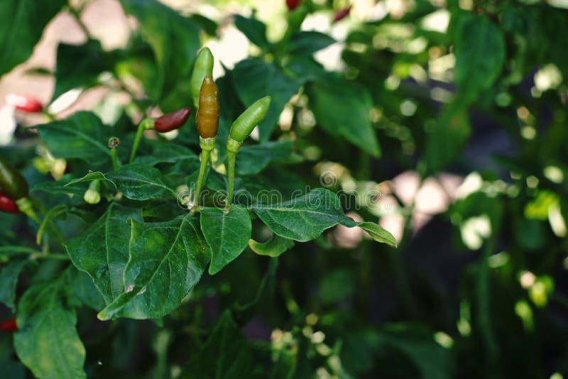 Chilli plant stock photo. Image of chilli, natural, garden - 81765218