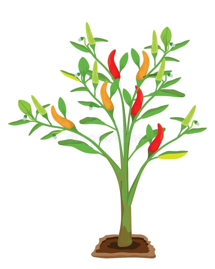 Chilli Plant Clip Art