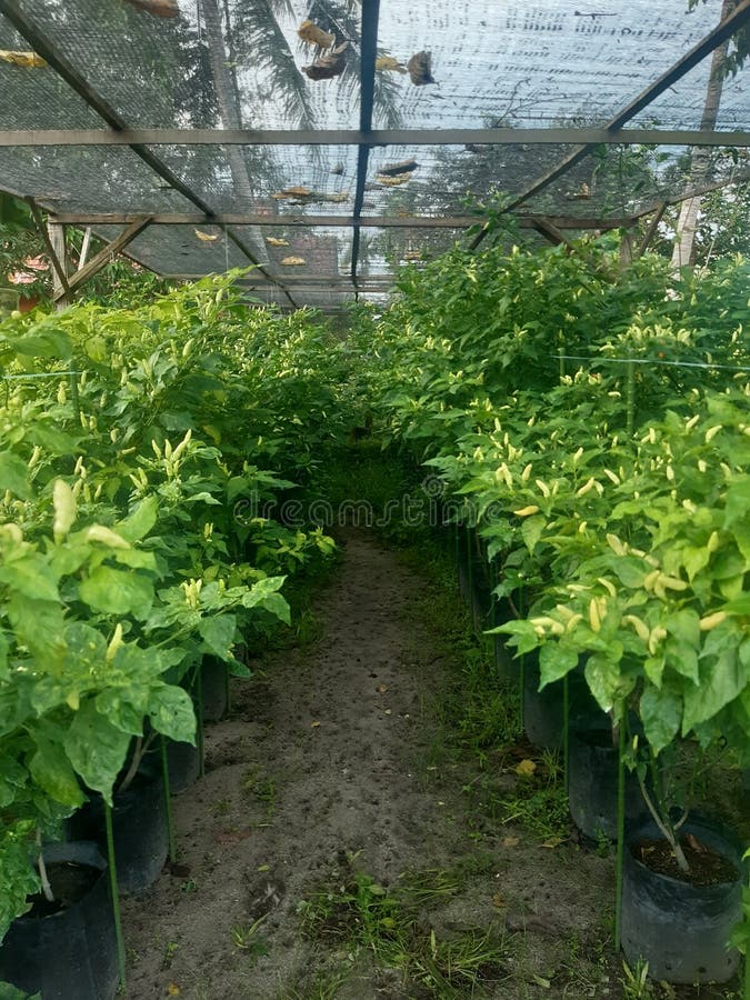 Chilli Plantation on Polybags. Urban Farming Idea. Stock Image - Image ...