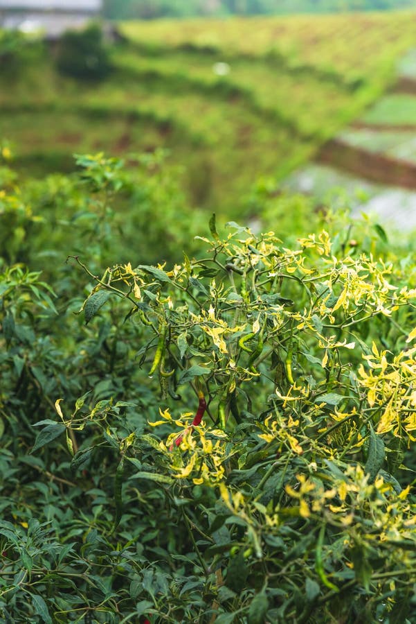 Chilli Plantation in the Valley Stock Photo - Image of chili ...