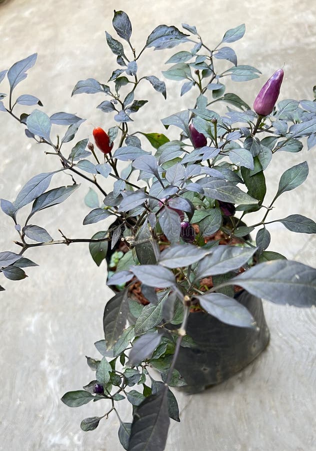 Chilli planted in the yard stock image. Image of chili - 253967837