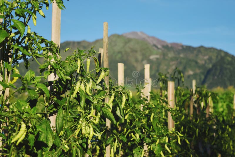 Chilli fields stock photo. Image of chily, green, ripe - 35935076