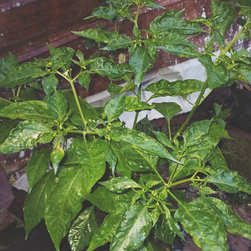 Chilli plants are diseased stock image. Image of chili - 262771921