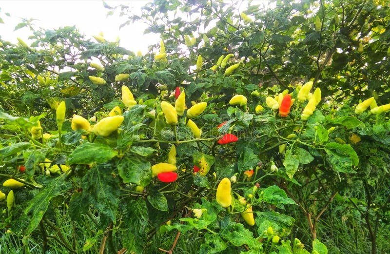 Chilli Plants that Look Very Fertile Stock Photo - Image of garden ...