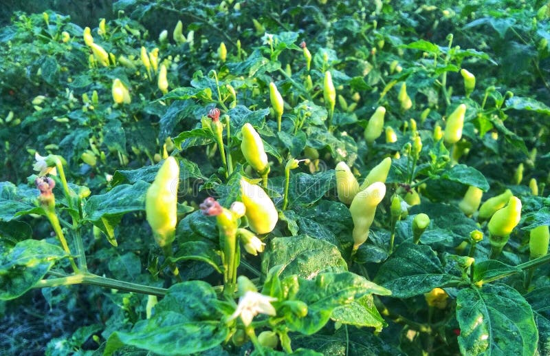 Chilli Plants that Look Very Fertile Stock Image - Image of natural ...