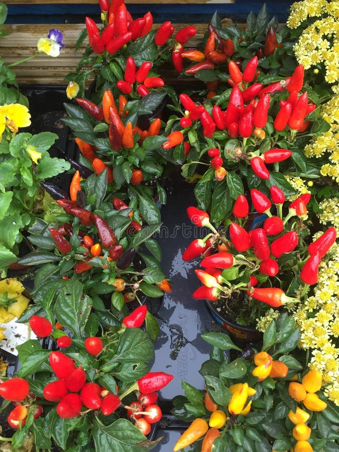 Chilli plants stock image. Image of yellow, autumn, chilli - 58947209