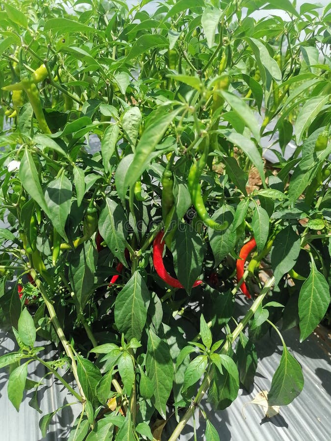Chilli Plants with Thier Red Pods. Stock Image - Image of chilli ...