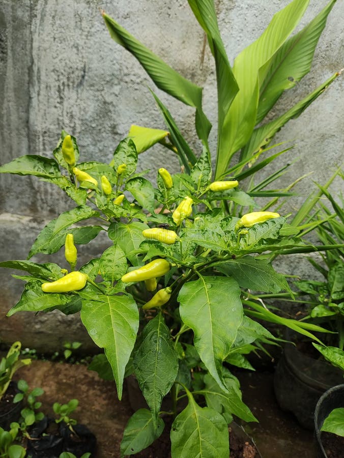 Chilli on the pot stock photo. Image of house, plant - 267431622