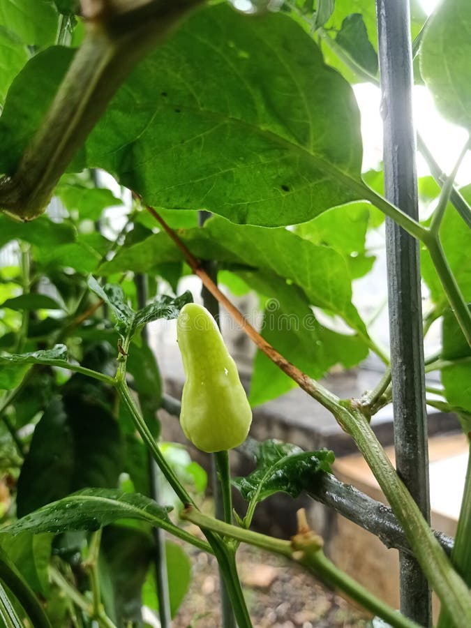 Chilli rawit fruit stock image. Image of rawit, chilli - 270106231