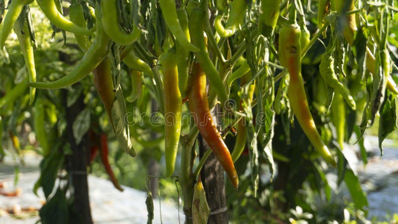 The Chilli Rot and Fall because of Pests Stock Image - Image of ...