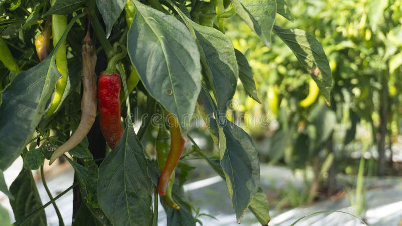 The Chilli Rot and Fall because of Pests Stock Photo - Image of ...