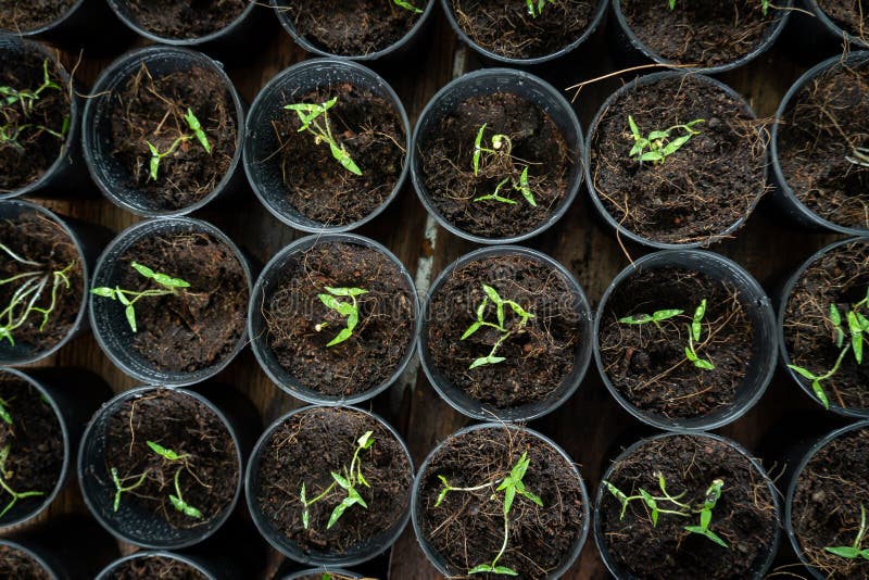 Chilli seedlings stock image. Image of pepper, food - 140888271