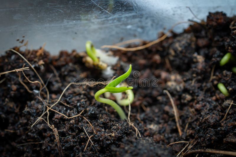 Chilli Seedling stock photo. Image of stem, chili, cultivate - 3302496