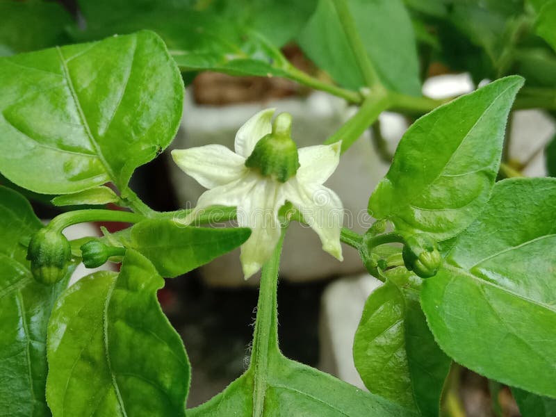 Chilli Shoot Capsicum Frustescens Stock Image - Image of plant ...