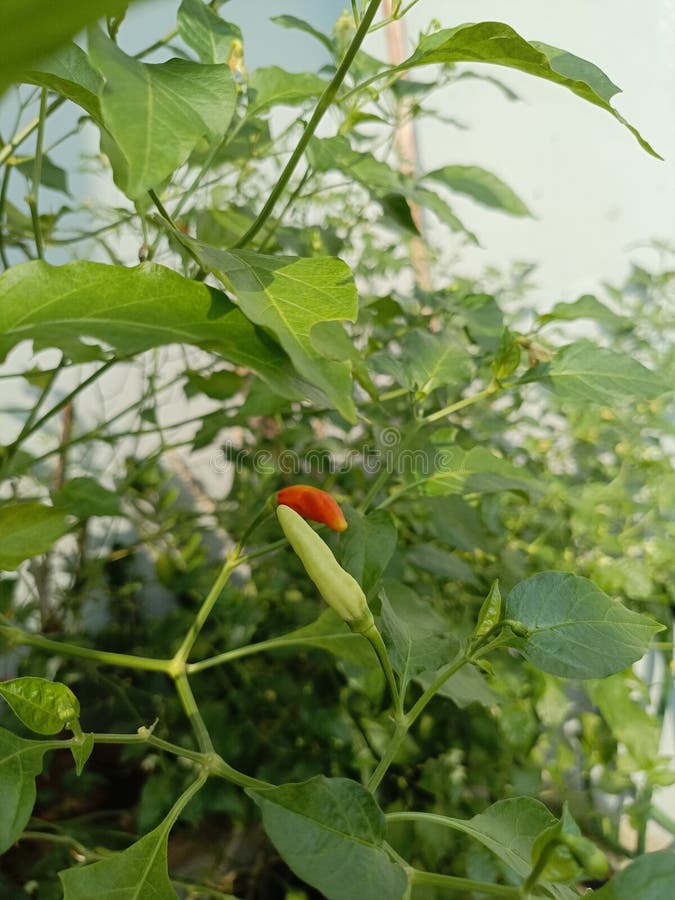 Chilli starts to grow stock photo. Image of nature, chilli - 387023320