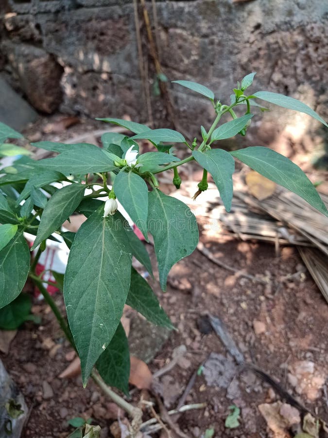 The chilli tree stock photo. Image of green, soil, leavs - 180160688