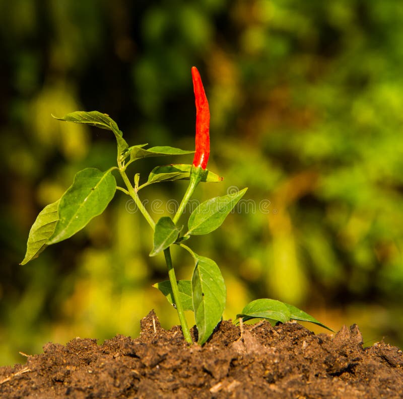 Chilli tree stock photo. Image of juicy, eating, relish - 37190300