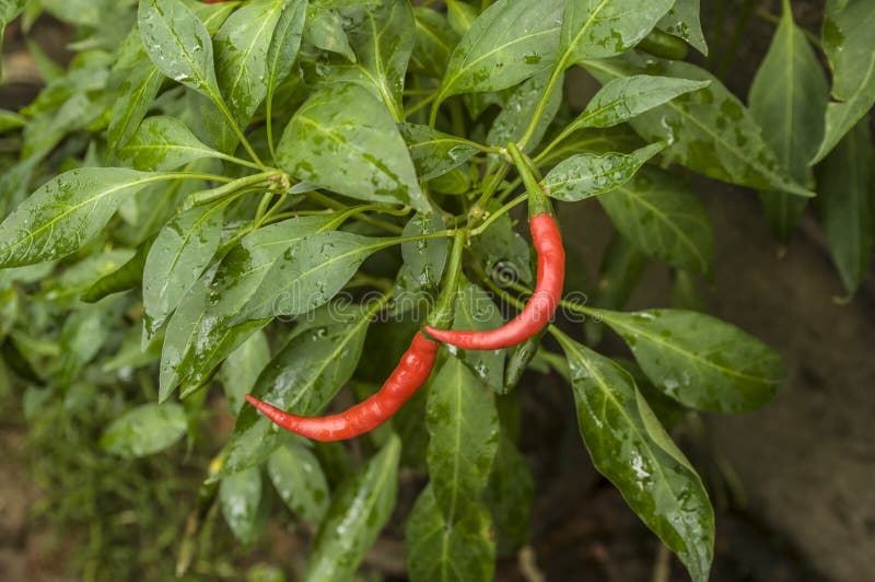 The Chilli Tree with Chilli. Stock Image - Image of masks, perform ...