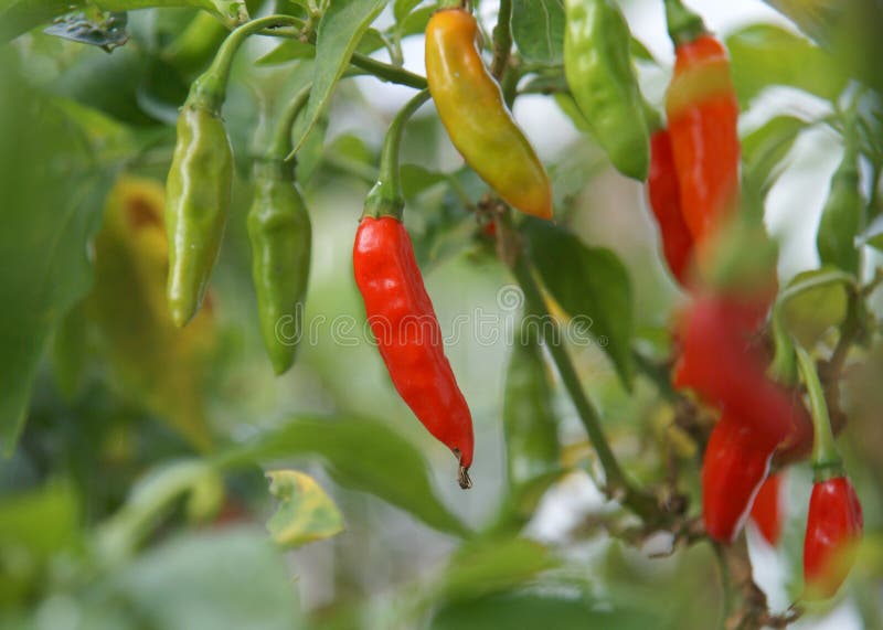 Chili pepper plant stock image. Image of spicy, leaf - 14591977