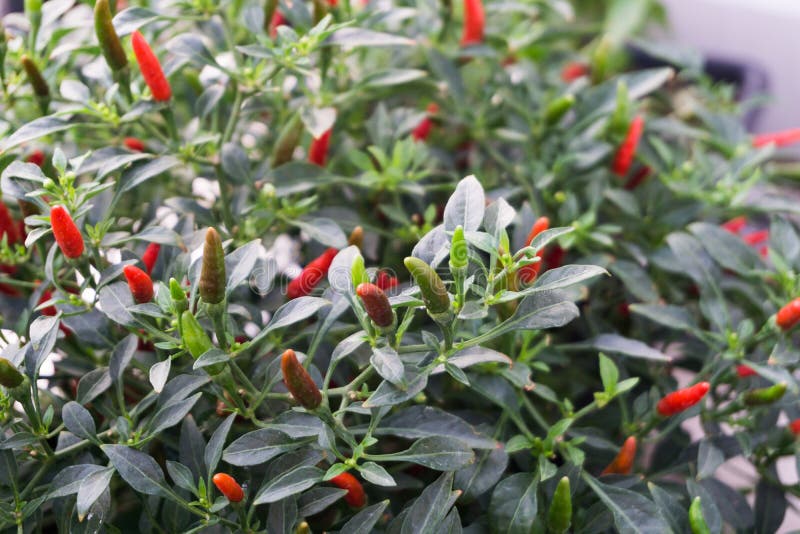 The Chilli Tree is Full of Red Chilli Seeds Stock Image - Image of ...