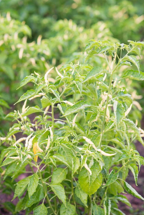 Chilli tree in garden stock photo. Image of plant, chilli - 52843392