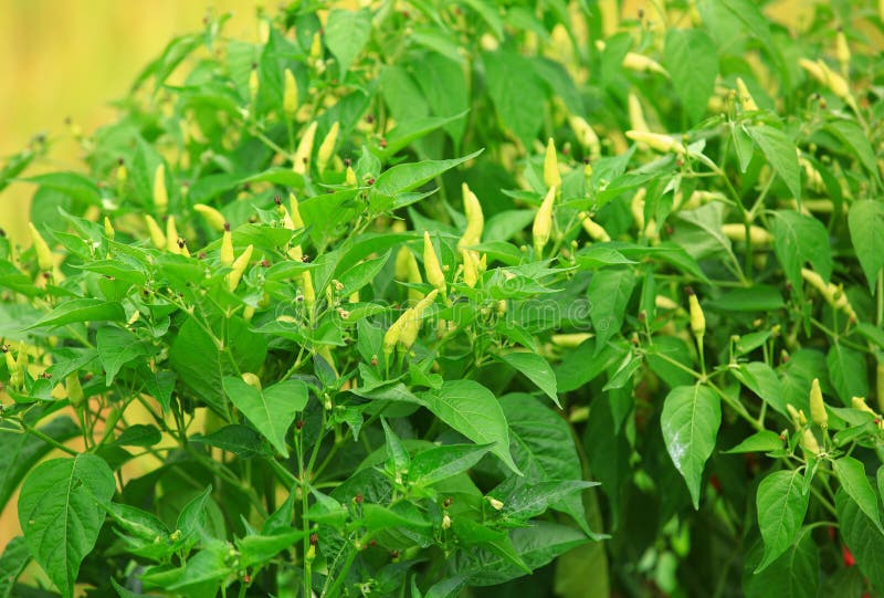 Chilli tree in garden stock image. Image of harvest, pepper - 48178363
