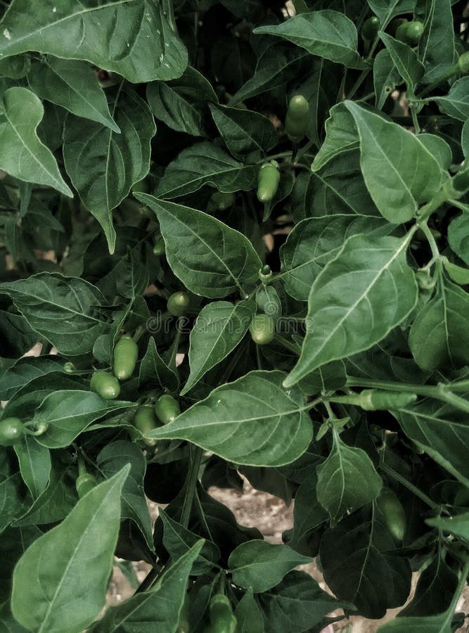 Chilli tree stock image. Image of leaves, green, chilli - 90500211