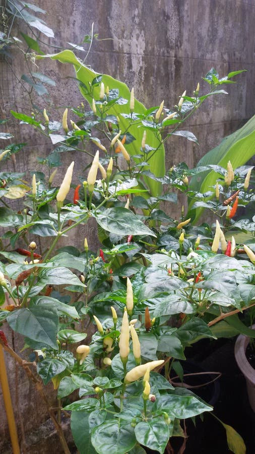 Chilli tree stock photo. Image of thai, spicy, tree, plant - 97874100