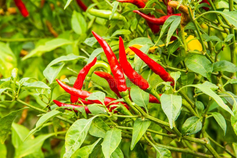 Small chili peppers plant stock photo. Image of ripe - 27821510