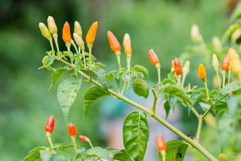 Chilli on the tree stock photo. Image of freshness, fruit - 33186672