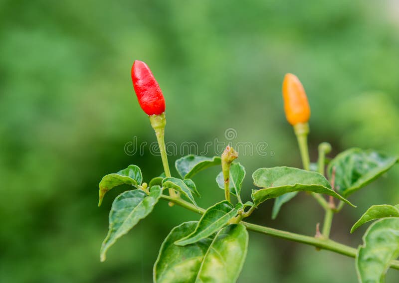 Chilli on the tree stock image. Image of harvest, diet - 33187053