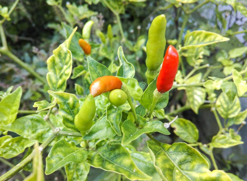 Chilli tree stock image. Image of tree, green, orange - 45306295