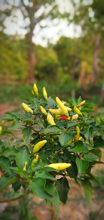 Chilli tree stock image. Image of herb, branch, green - 223693793