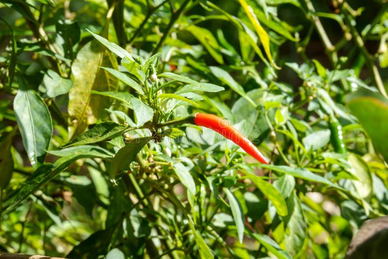 Chilli on tree stock image. Image of green, thailand - 122605539