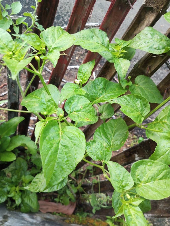 Chilli tree in the yard stock photo. Image of yard, chilli - 305635088