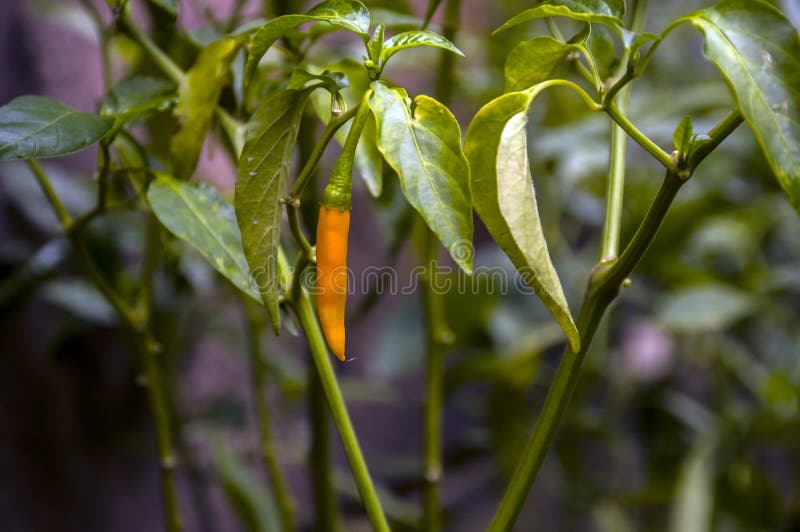 Chilli tree stock photo. Image of decorative, color, info - 97352532