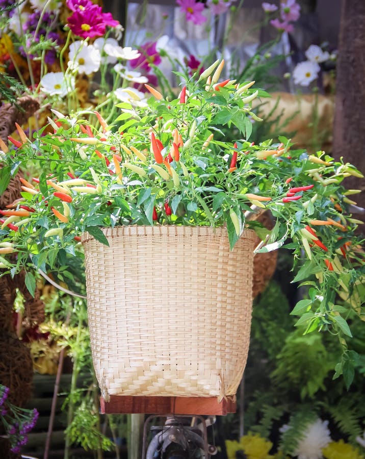Chilli on Trees in Wood Pot ,ornamental Plants Decorative in Garden ...