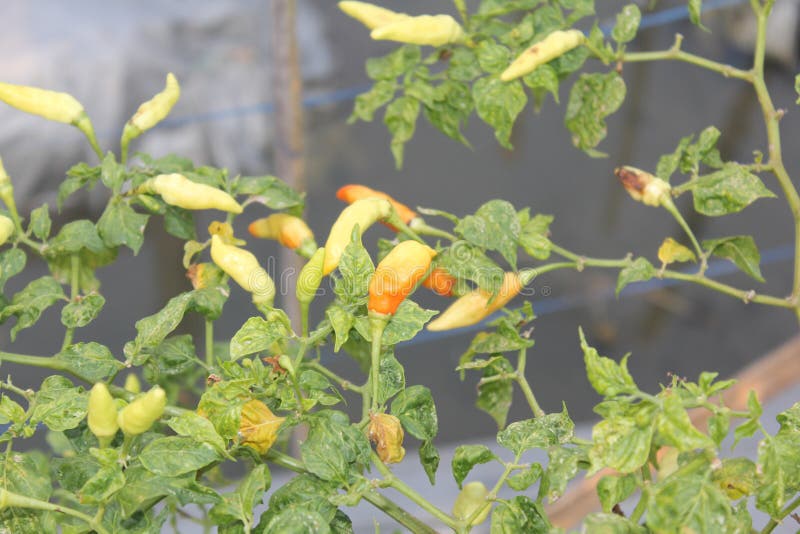 Chilli is Vegetable that Has Spicy Taste Stock Image - Image of leaf ...